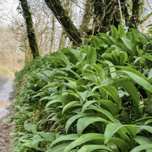How to forage wild garlic Slow Living LDN.
